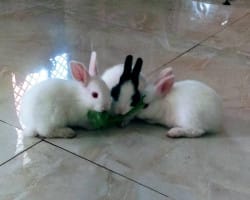 24 Hour Rabbit Breeder | Rabbit Shop | Pet Shop in Nagpur